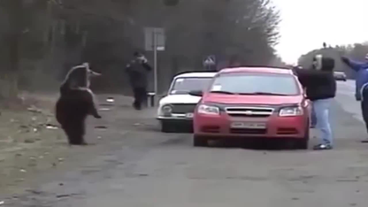 Russian Bear Jackson - Coub