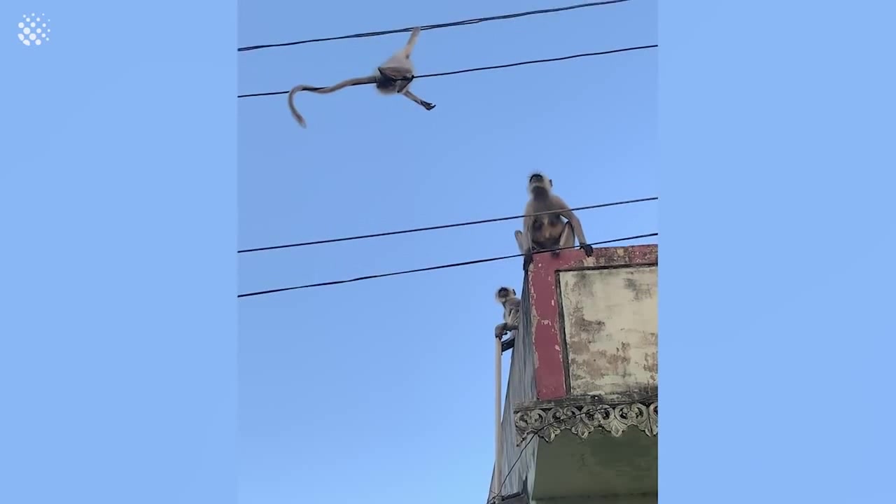 Monkey on power lines - Coub