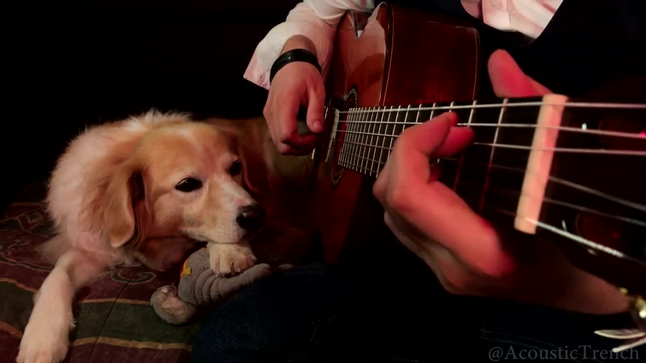 Doggo does a song - Coub