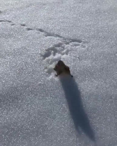 Unrepeatable aggression - Coub