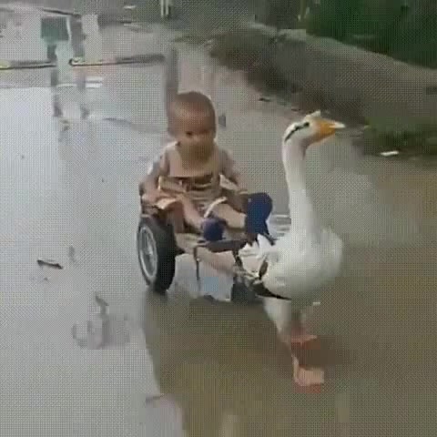 Парнишка и ездовой гусь. guy and riding goose - Coub