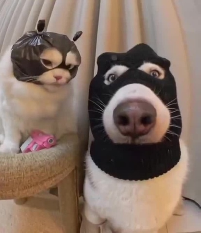 Dum Da Dum Pets - Coub