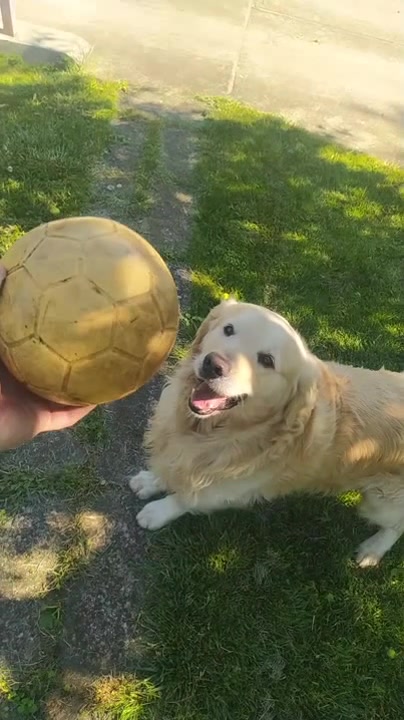 smile dog 😍 awesome - Coub