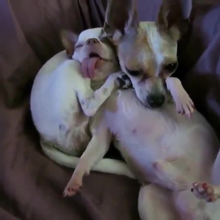 - sweet harmony - 😜 - Coub