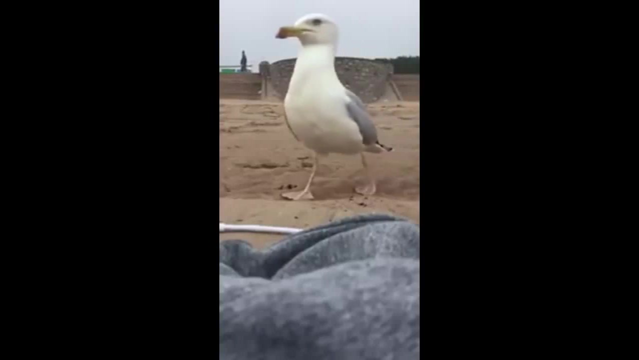 seagull - blogger - Coub