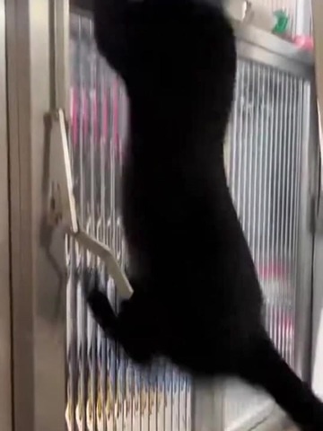 Cats SceneWar™) - Coub