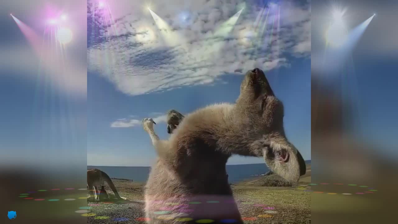 Kangaroo dancing - Coub