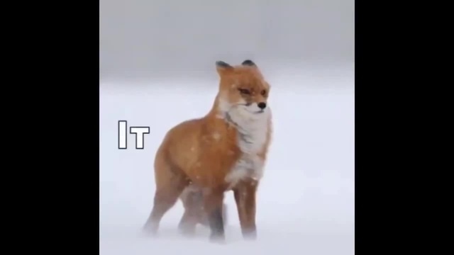 IT WIMDY - Coub
