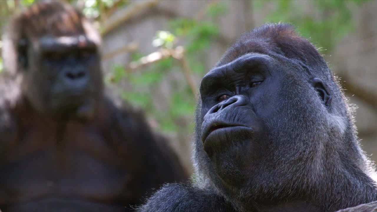 A TRUE FRIEND -- RIP HARAMBE (TRIBUTE SONG) - Coub