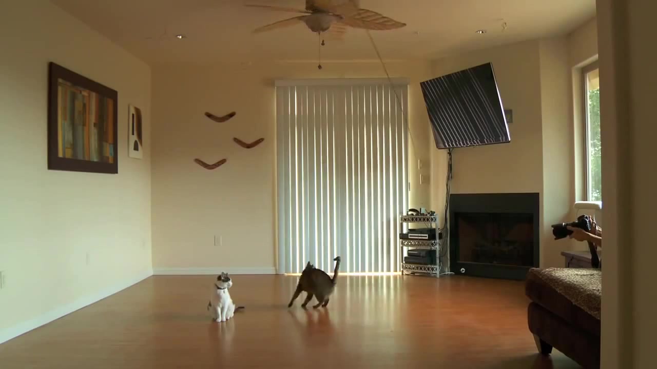 DUBSTEP PARTY CATS - Coub