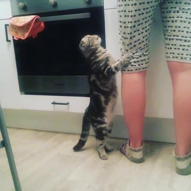 Cat Emma - endless food / Кошка Эмма - бесконечная еда - Coub