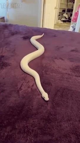 snake moonwalk - Coub
