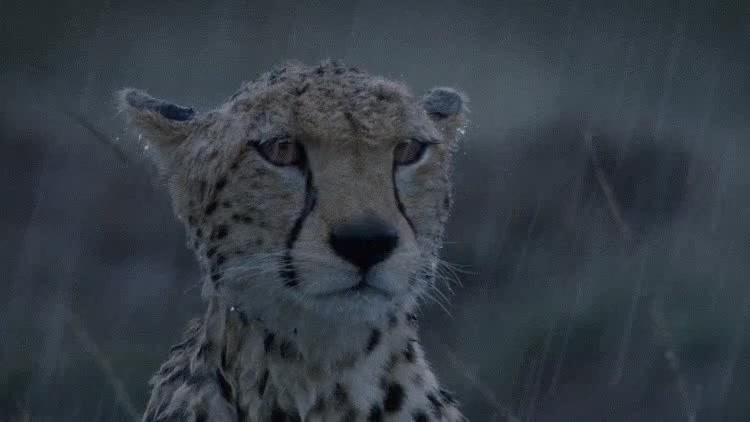 Forever alone - Coub