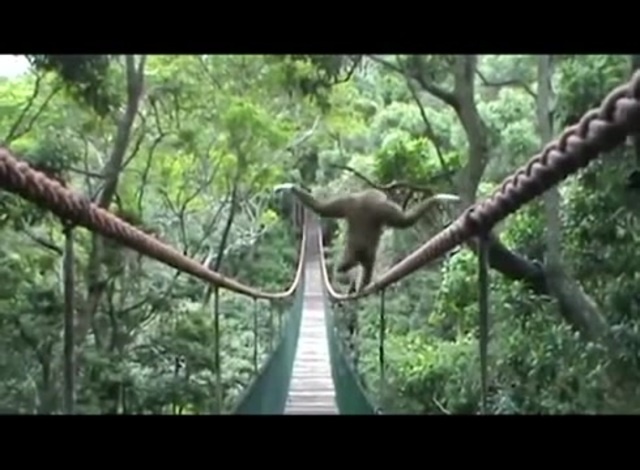 Monkey balancing - Coub