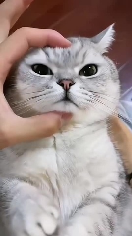 cute video cute cat kittens 😍 #cat #fumnycat #cutecat #catvideo #catlovers #pets - Coub