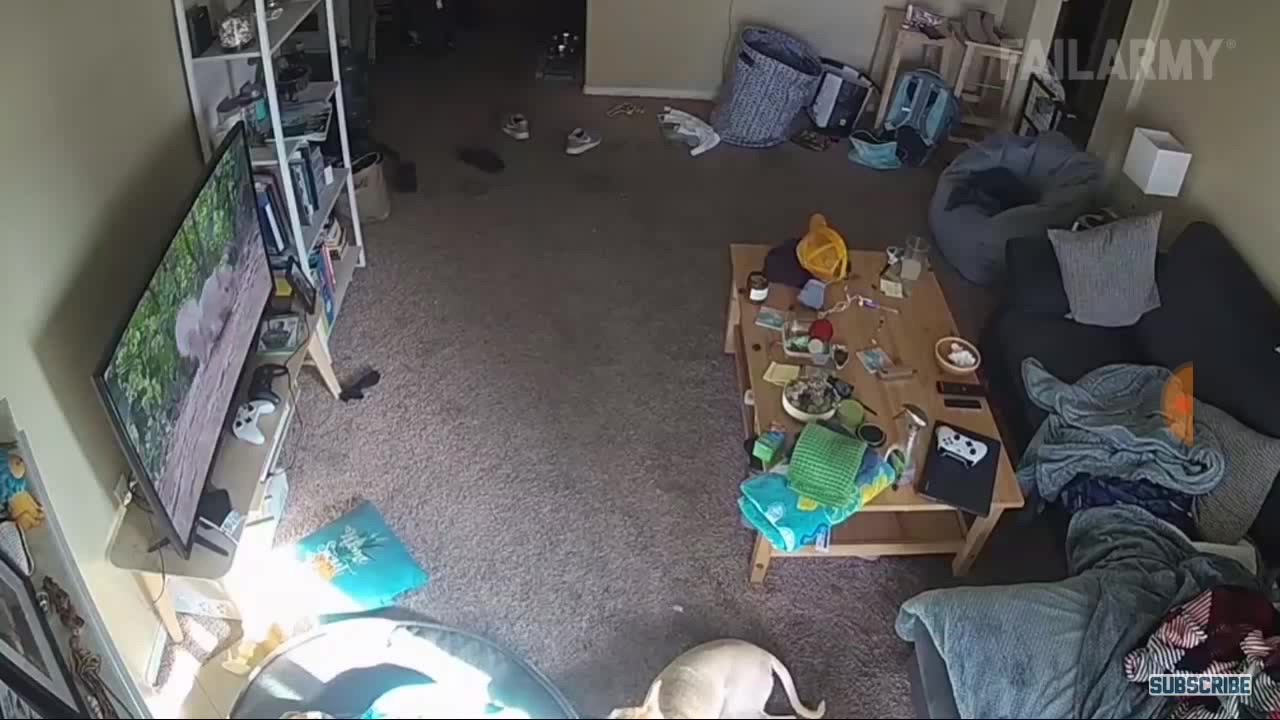 The dog xD👍😂 - Coub