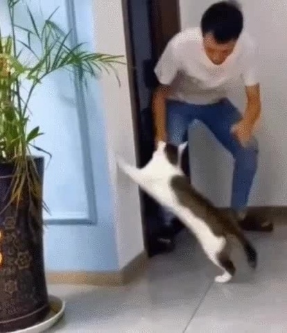 Dancing with cat - Coub