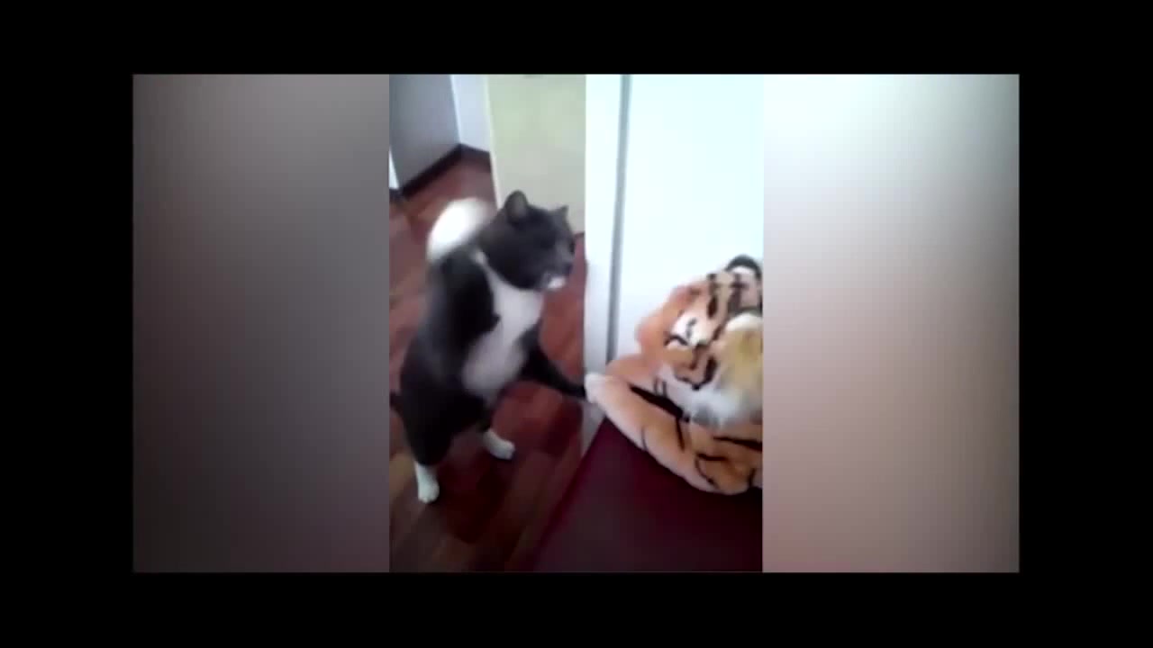 Funny Cat punching a toy tiger - HD - Coub