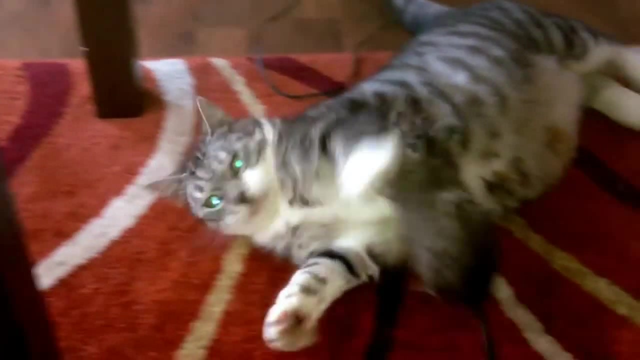 Tasty fatty cat - Coub