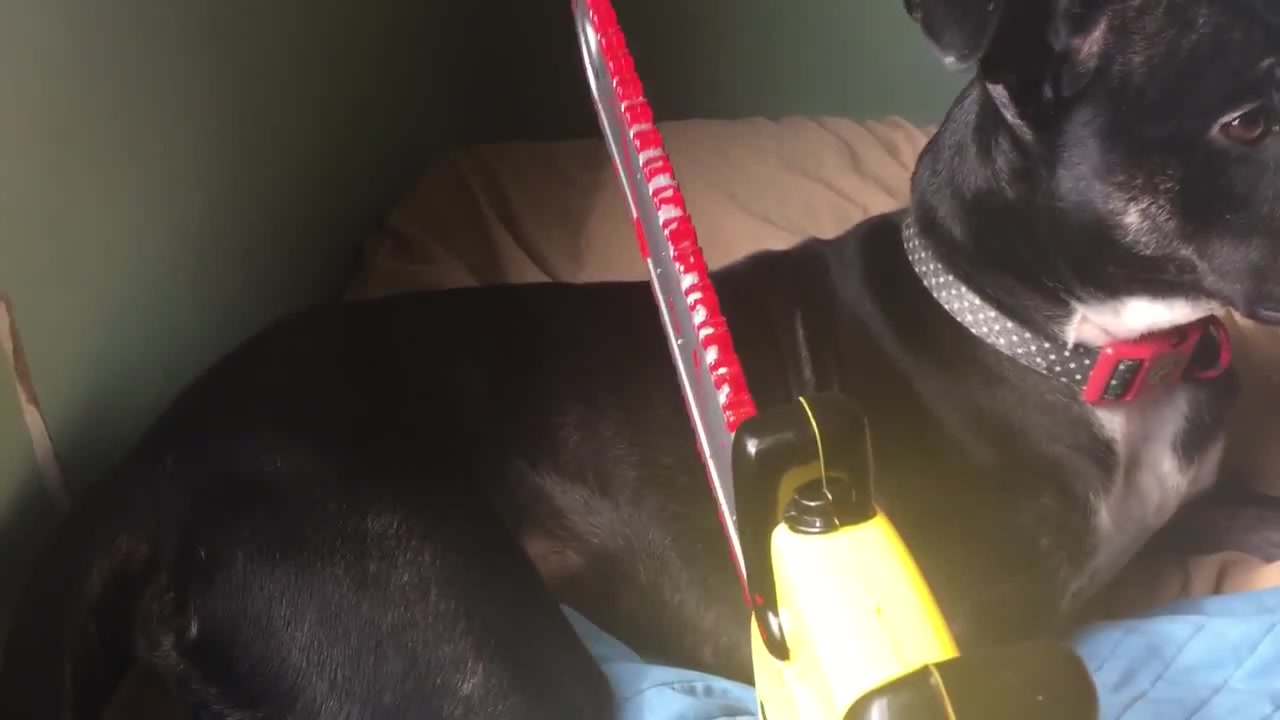 Sawing my doggo - Coub