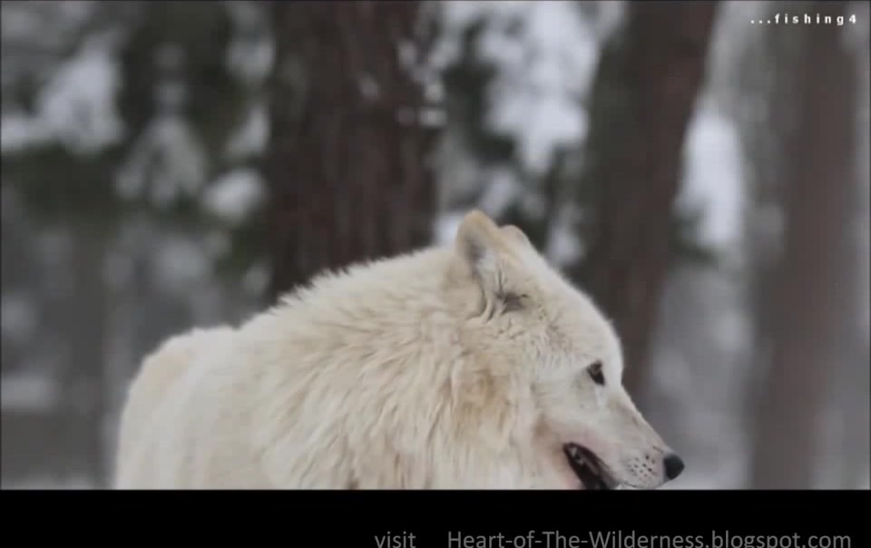 TroyBoi - Wolf Howling - Coub