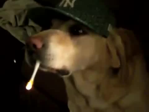 Weed Dog Meme