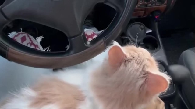 Pashok Leon - Channel on Coub