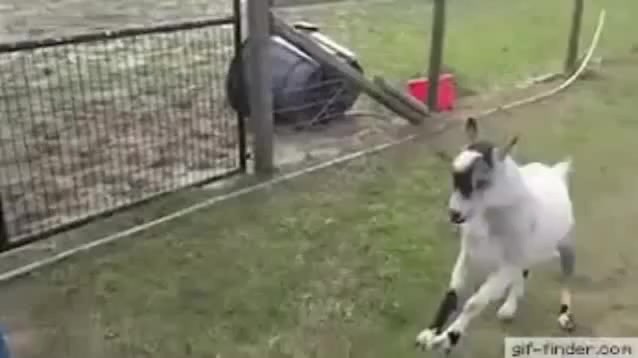 Angry Goat Gif