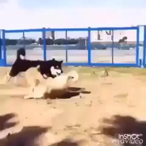 Shot by hecking.spoopy.doggo - Coub