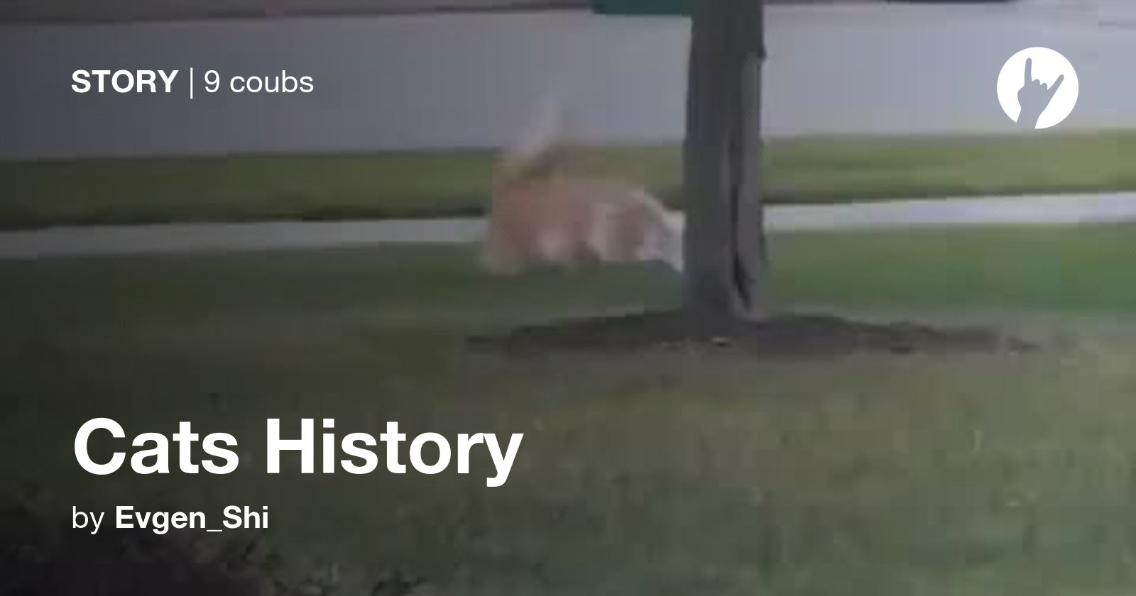 Cats History - Coub